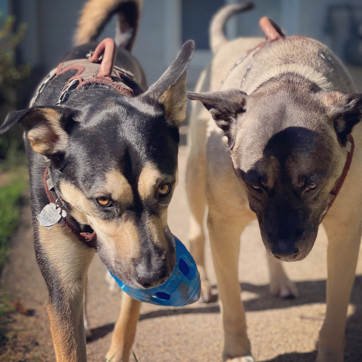 Pets – Capitol Hemp, LLC