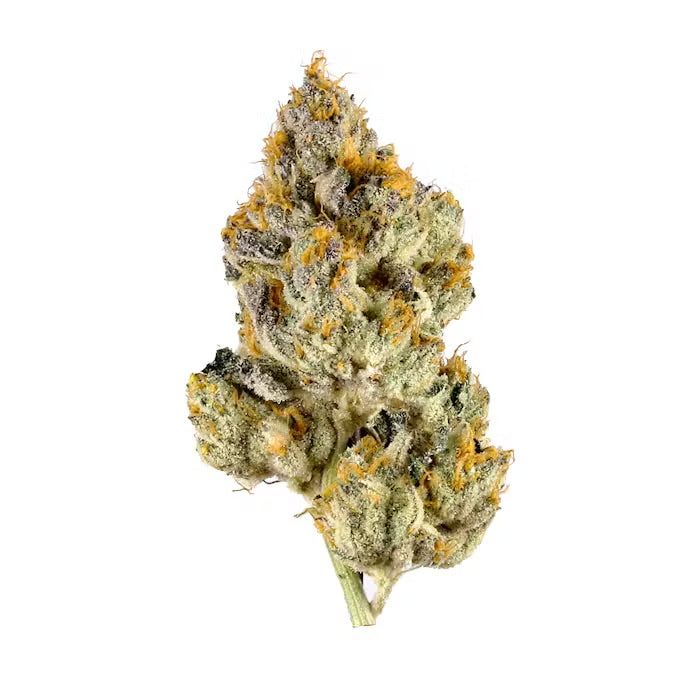 Jet Fuel Runtz [SH] 26.92% THCa – Capitol Hemp, LLC